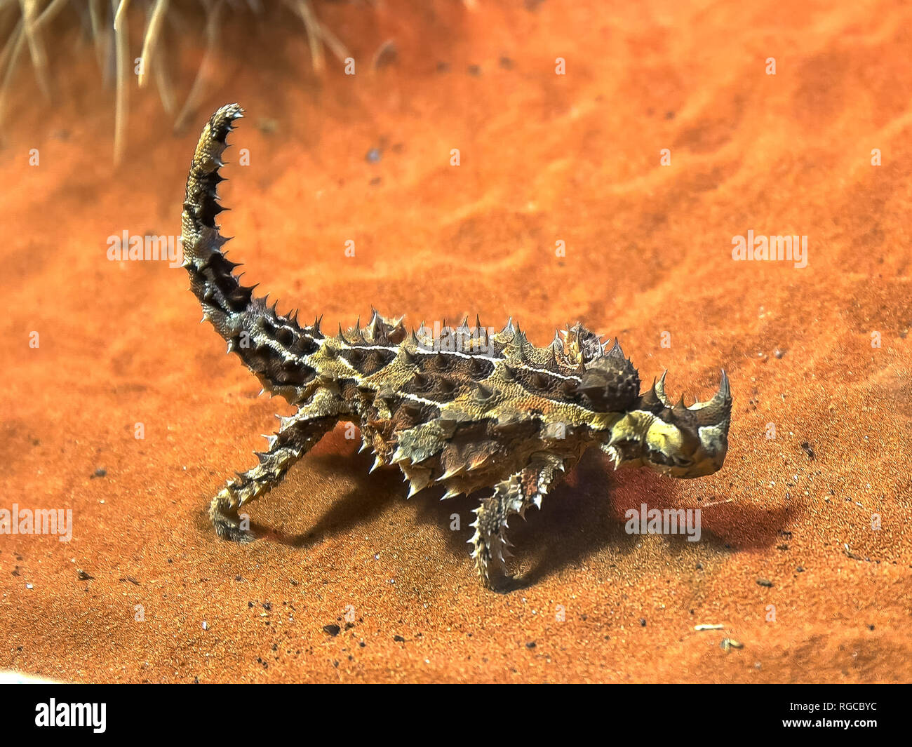 Thorny devil moloch horridus Banque de photographies et d’images à ...