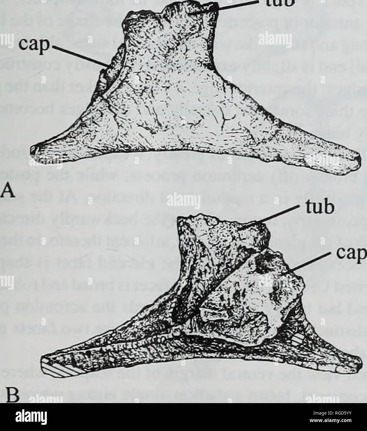 . Bulletin du Musée Histort naturelles. Série Géologie. Belen WALKER ...