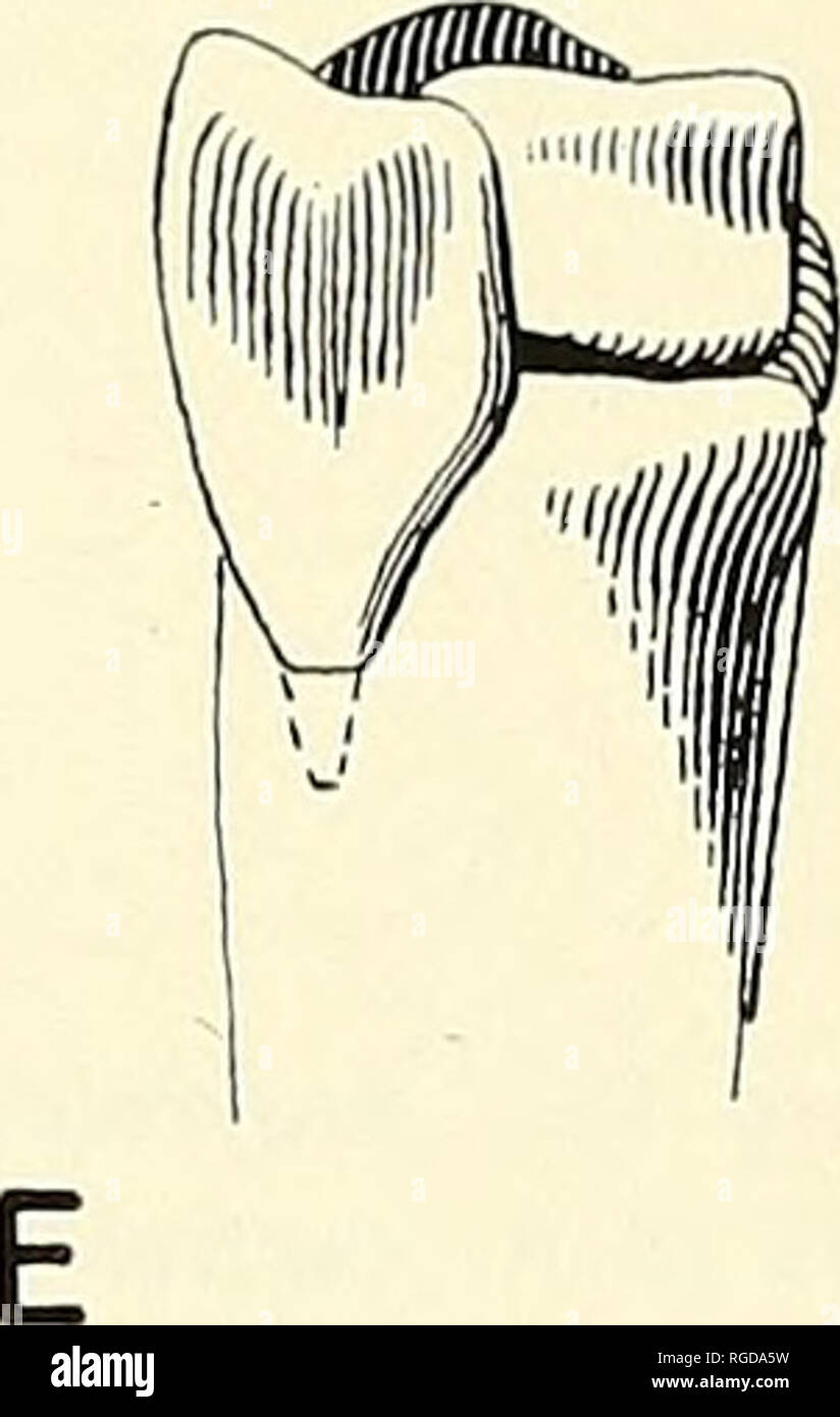 . Bulletin du Museum of Comparative Zoology de Harvard College ...