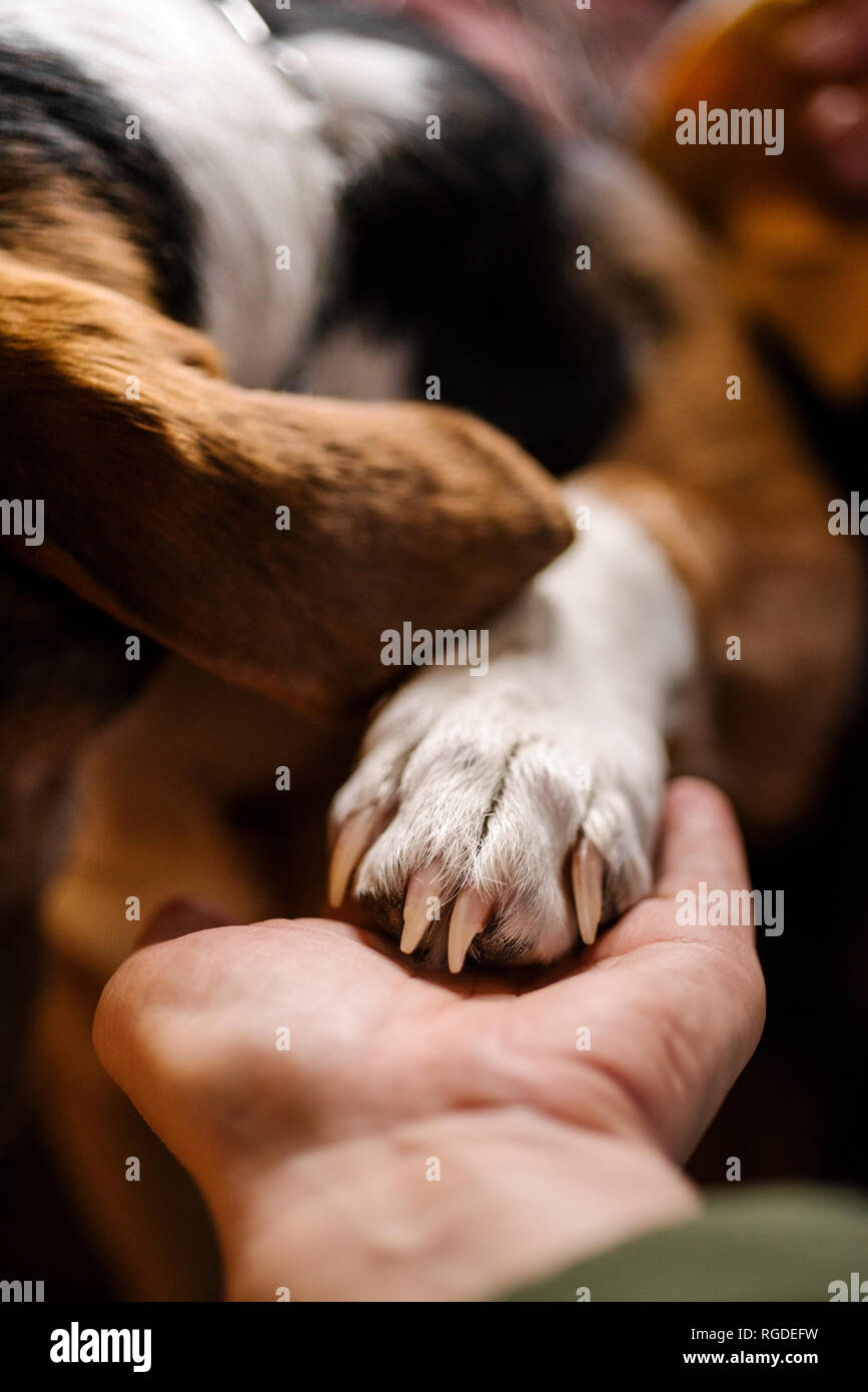 Dog Paw Hand Banque d'image et photos - Alamy