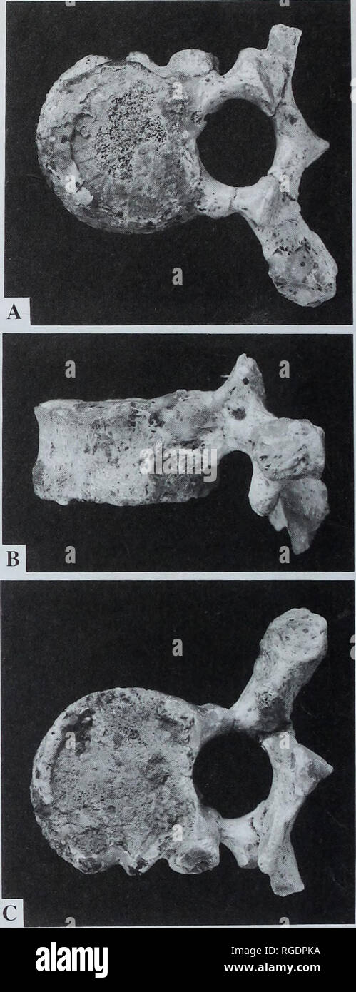 . Bulletin du Musée Histort naturelles. Série Géologie. S.E. CHURCHILL ...