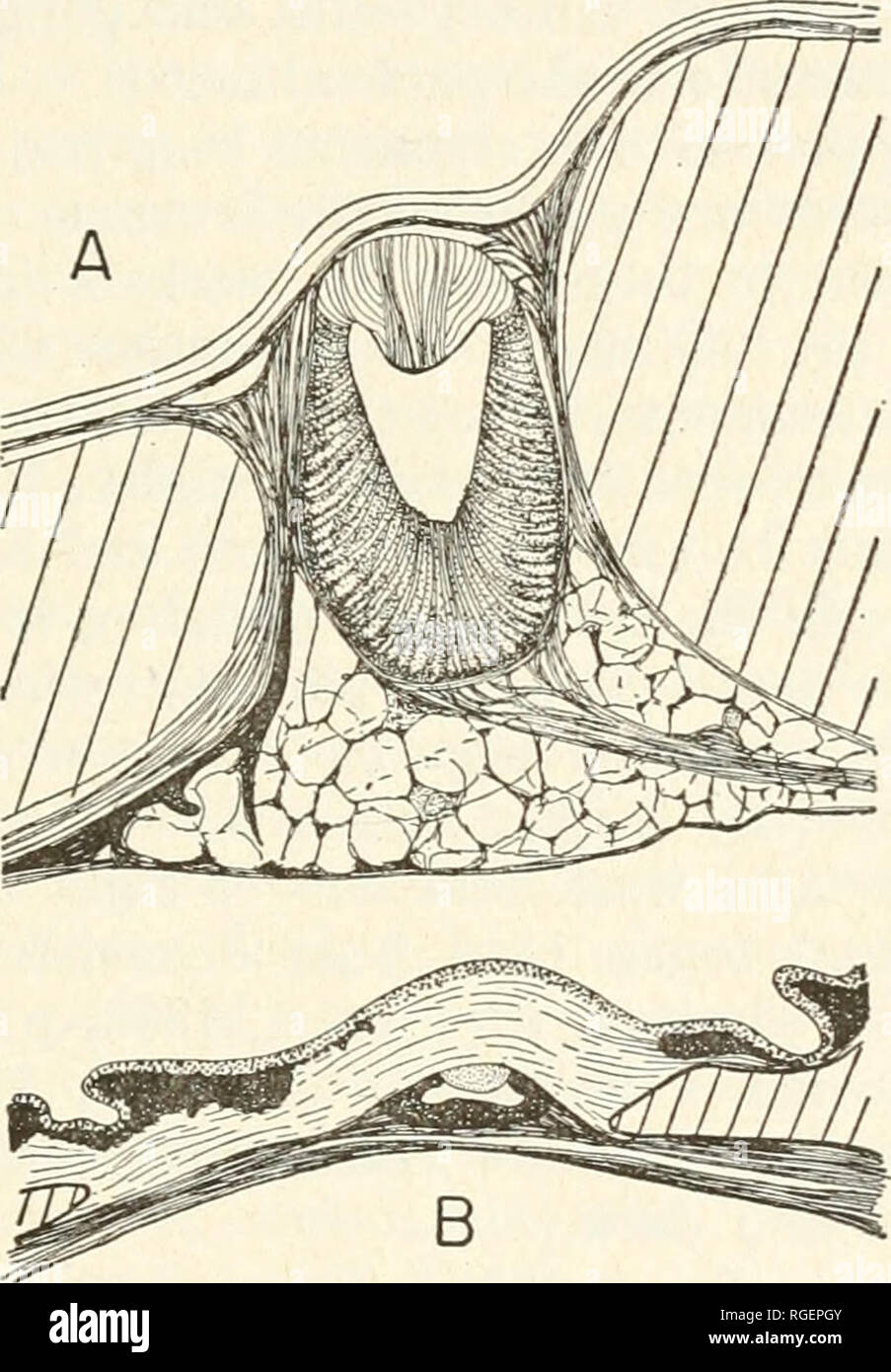 . Bulletin du Museum of Comparative Zoology de Harvard College ...