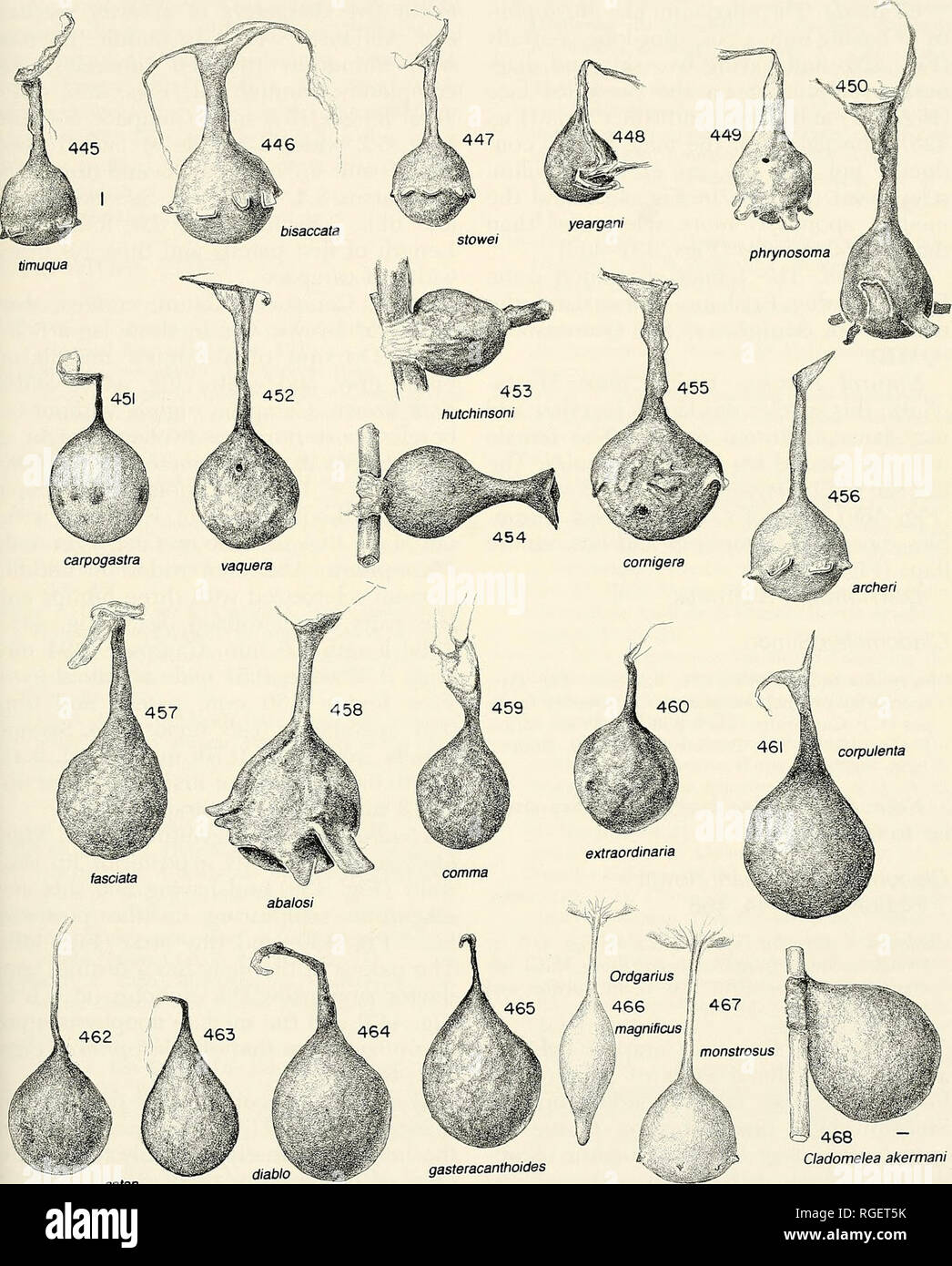 Ordgarius monstrosus Banque de photographies et d’images à haute ...