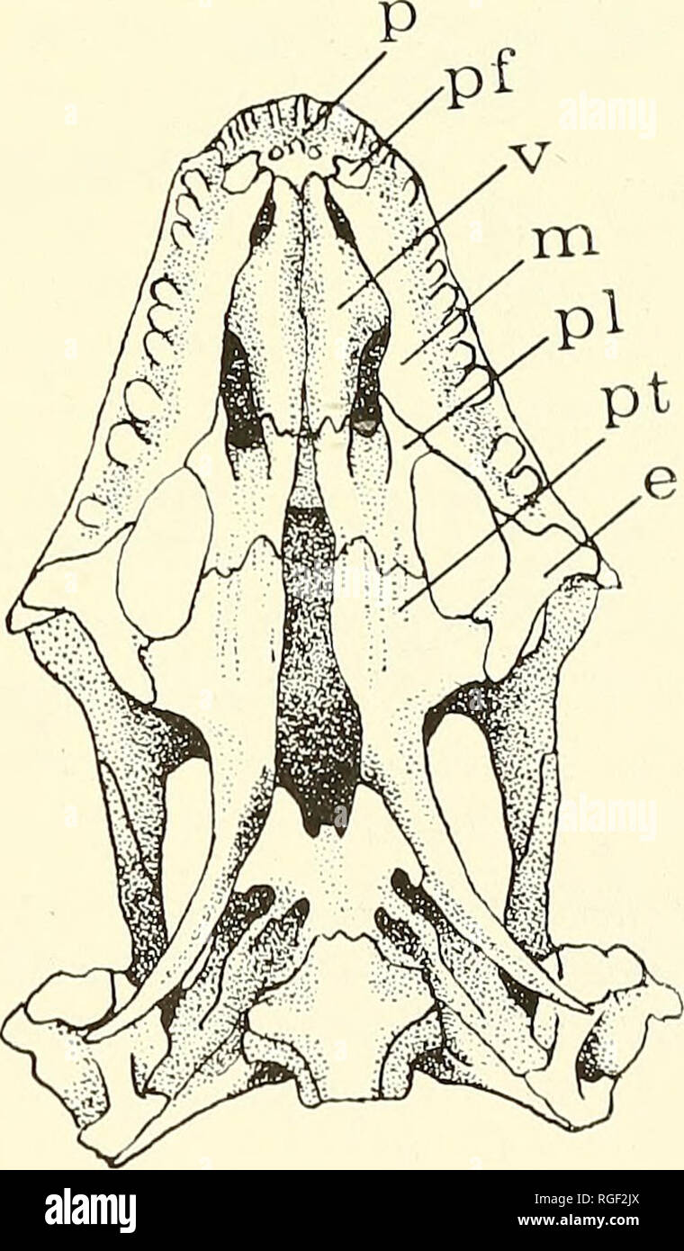 Anguis fragilis ventral scales Banque de photographies et d’images à ...