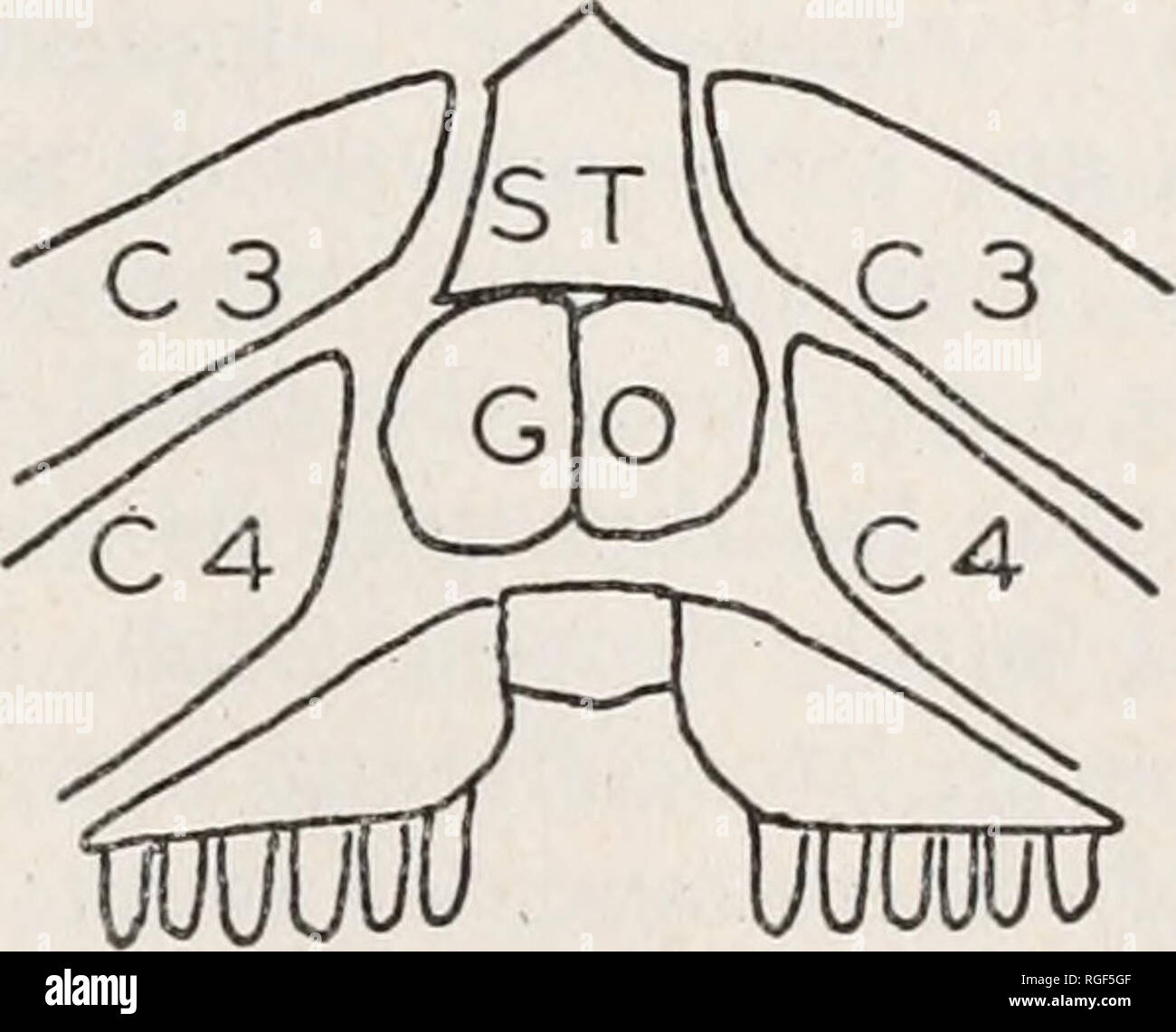 . Bulletin du Museum of Comparative Zoology de Harvard College ...