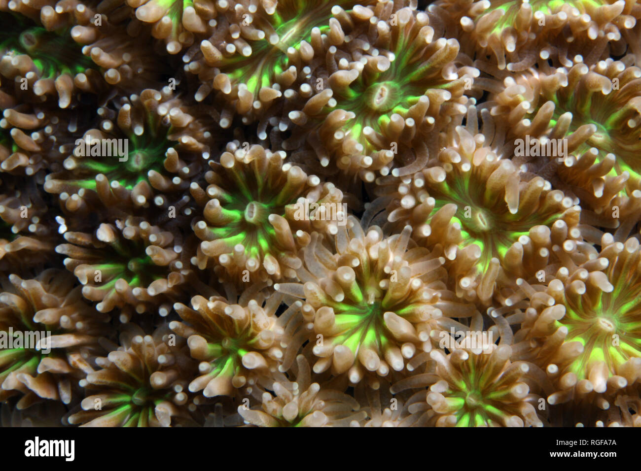 Galaxea coral Banque de photographies et d’images à haute résolution ...