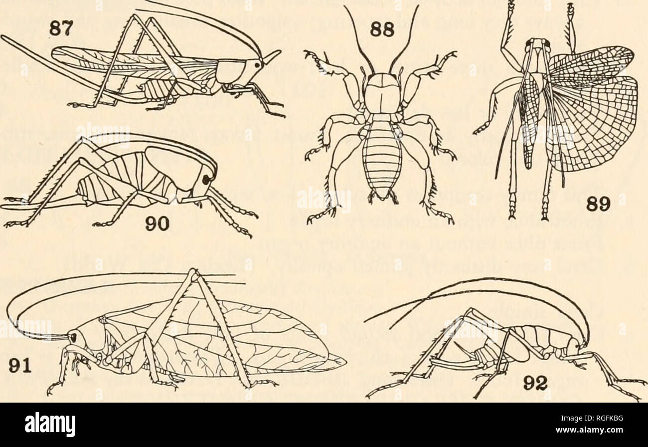 Toujours en train de gazouiller Banque de photographies et d’images à ...
