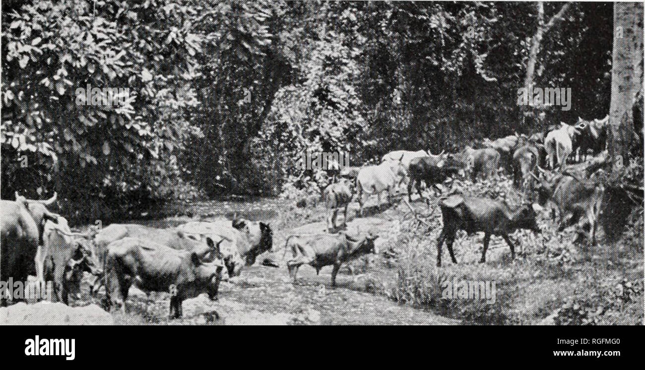 . Bulletin du Museum of Comparative Zoology de Harvard College ...