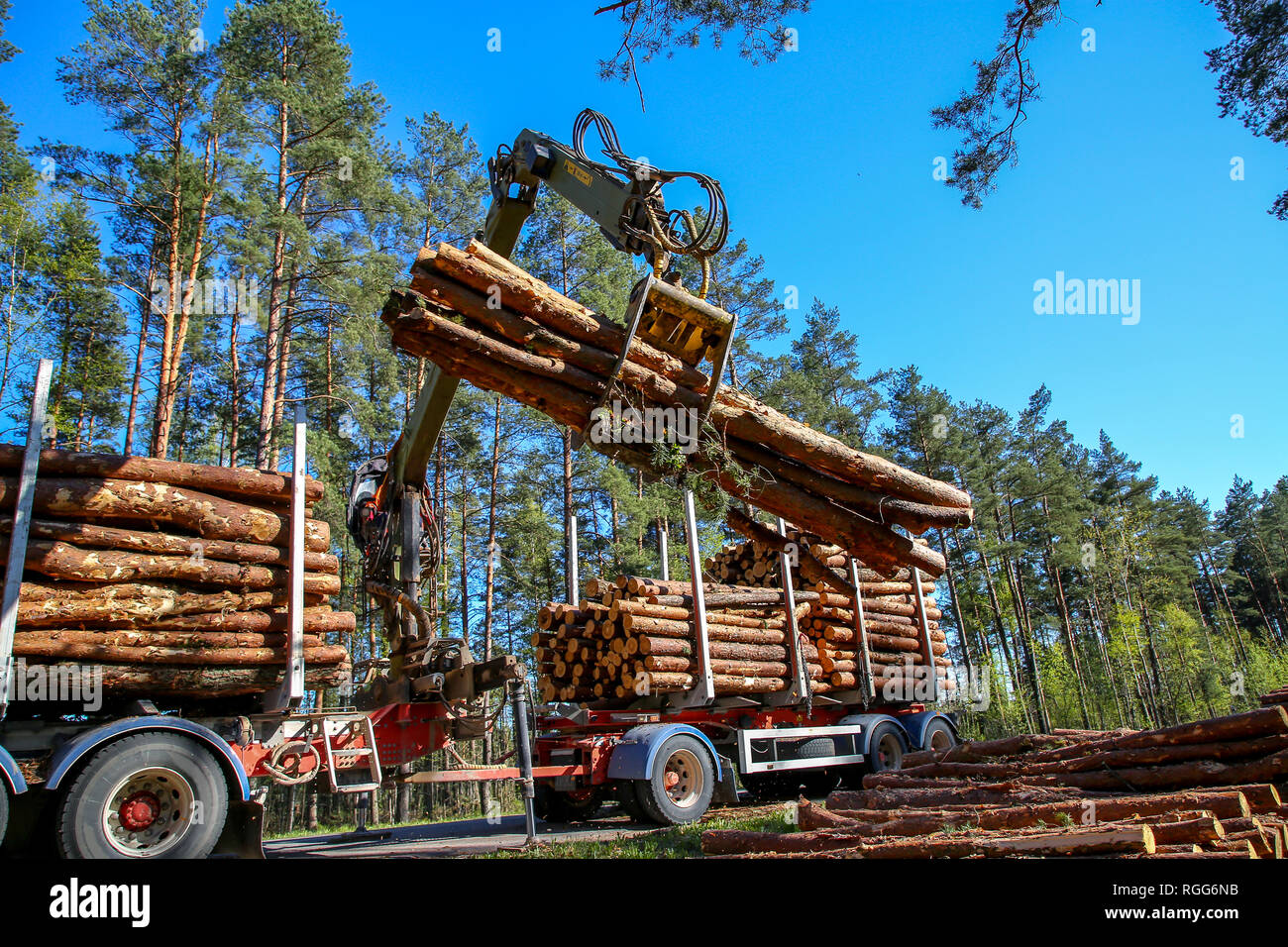Grue en forêt chargement des grumes dans le camion. L'exploitation du ...