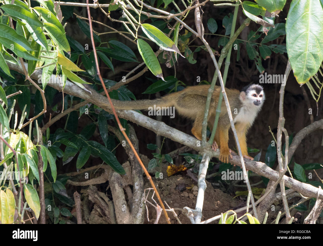 Squirrel monkey saimiri oerstedii Banque de photographies et d’images à ...