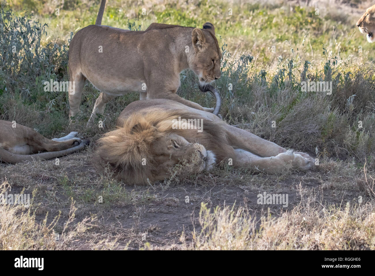 Portrait de lionne en chasse Banque de photographies et d’images à haute résolution - Alamy
