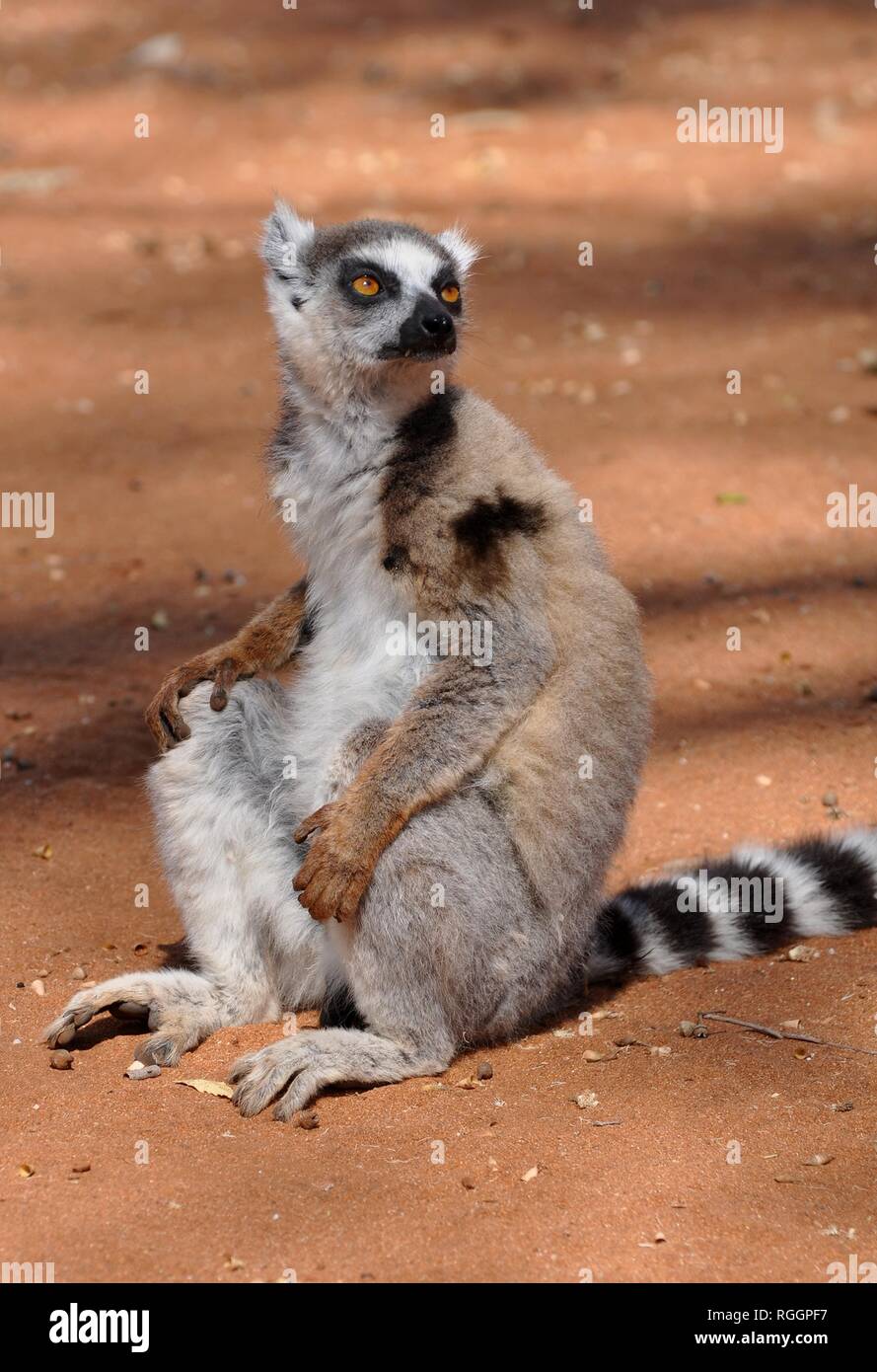 Lemur feet Banque de photographies et d’images à haute résolution - Alamy