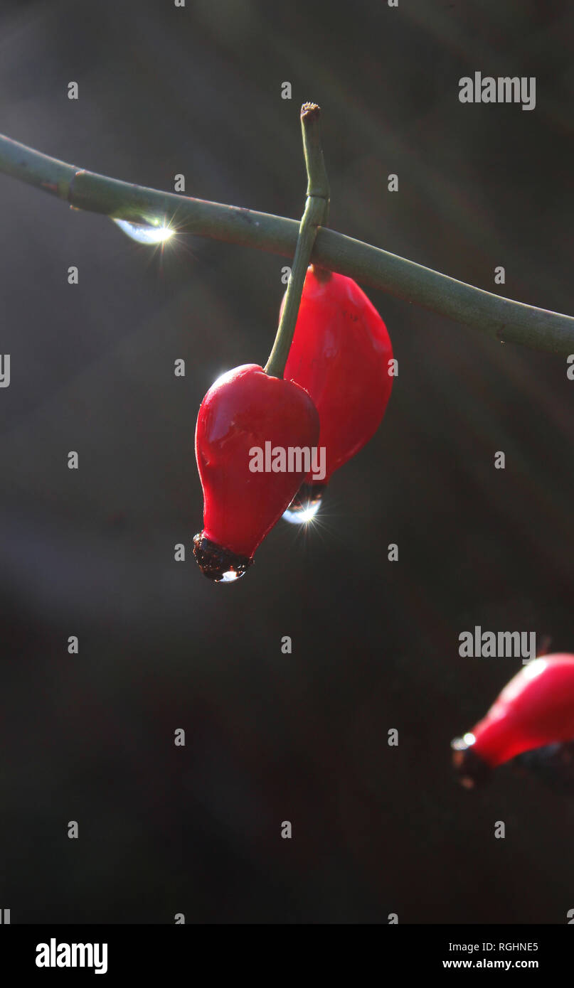 Fruit accessoire Banque de photographies et d’images à haute résolution ...