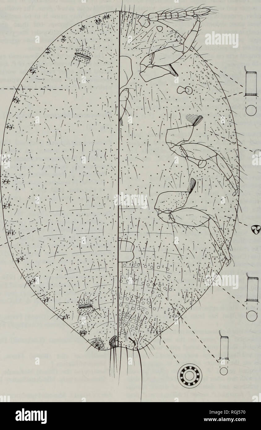 Planococcus lilacinus Banque de photographies et d’images à haute ...