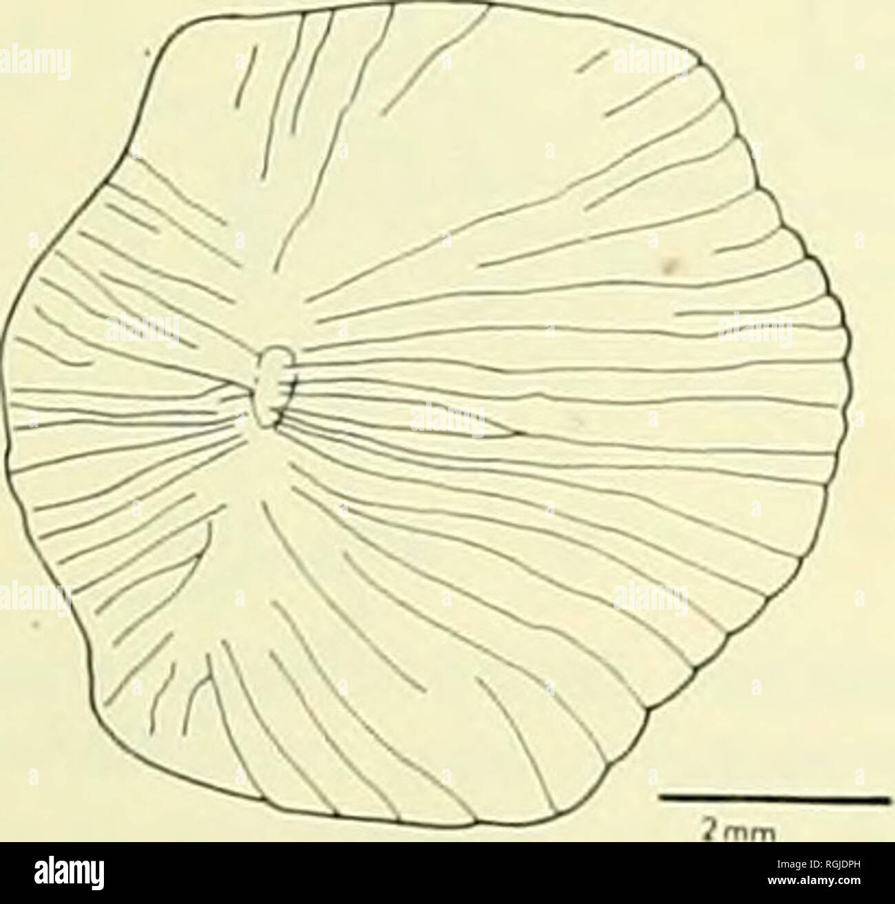 . Bulletin of the British Museum (Natural History). Fig. 2. La face ...