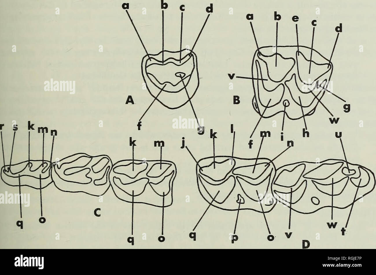 Terminologie anatomique Banque de photographies et d’images à haute ...
