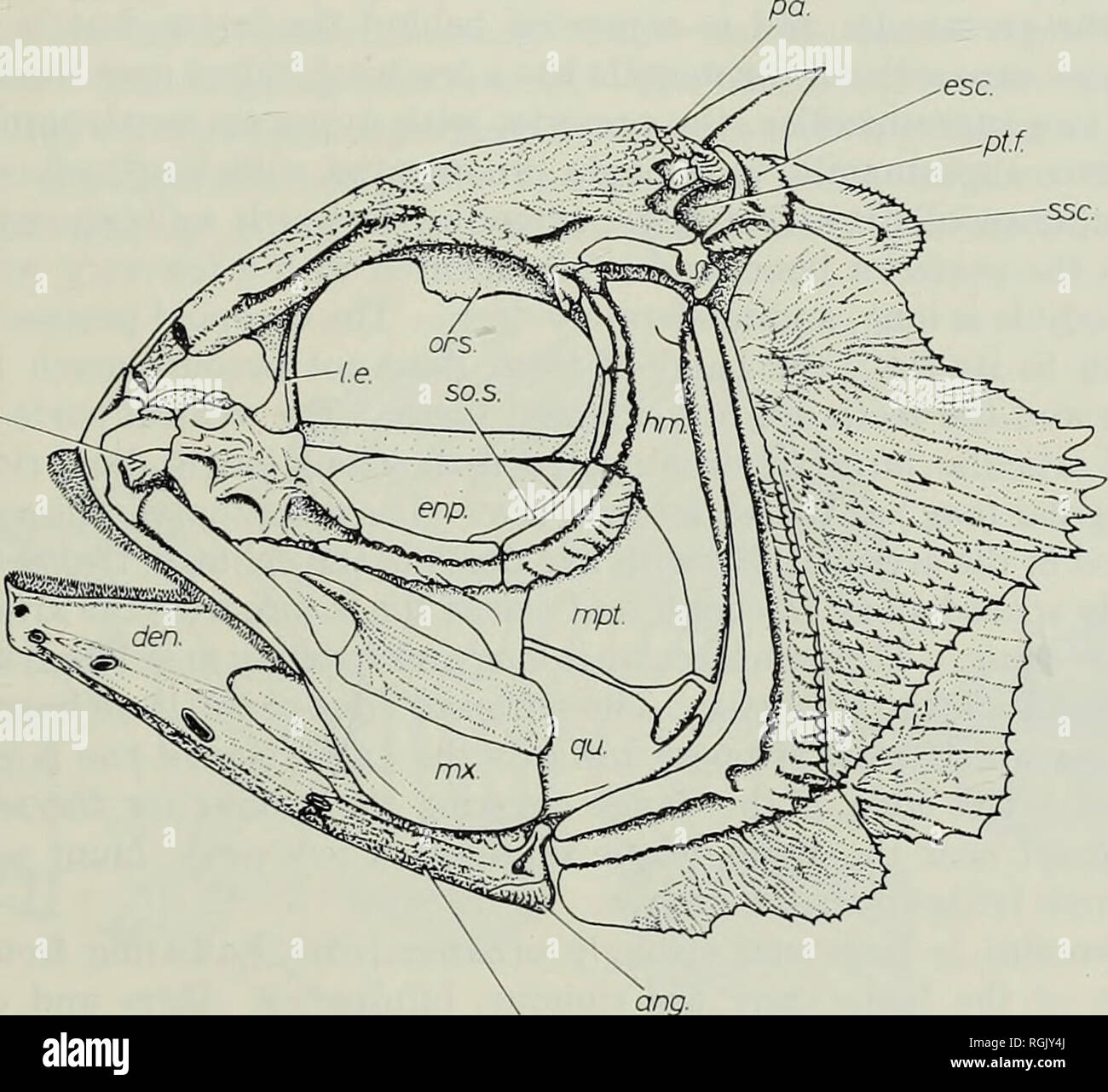 Os tubulaire Banque de photographies et d’images à haute résolution - Alamy