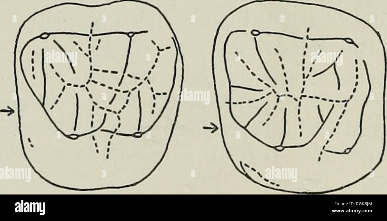 . Bulletin of the British Museum (Natural History), la géologie. L ...
