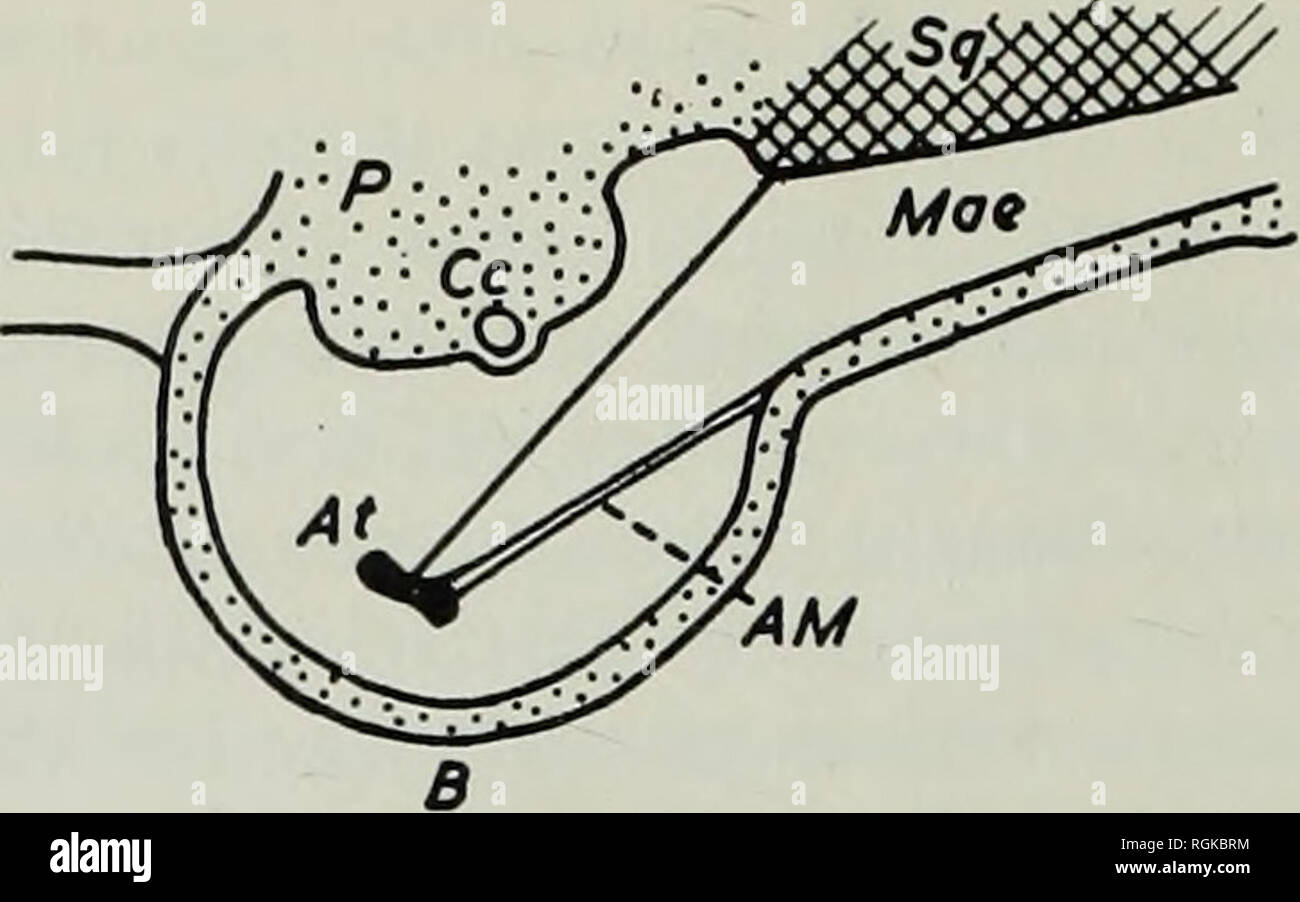 . Bulletin of the British Museum (Natural History), la géologie. 48 ...