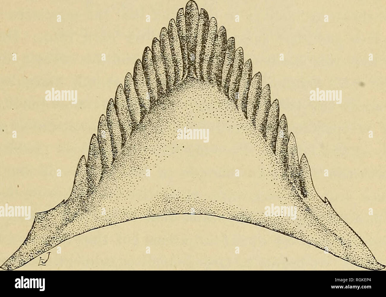 Plaque labiale Banque de photographies et d’images à haute résolution ...