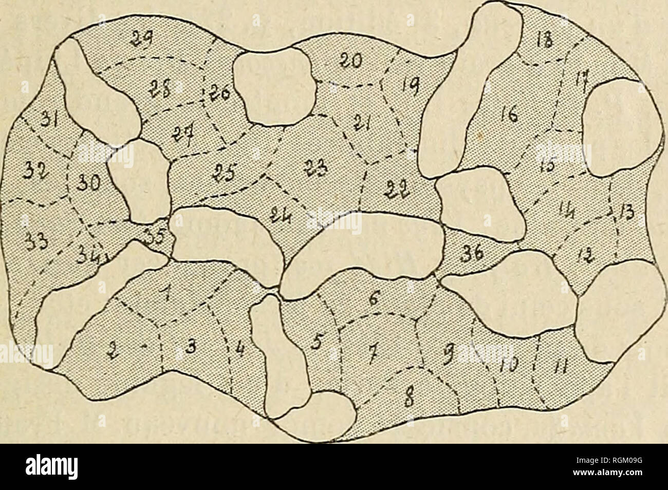Campanula rotun difolia Banque de photographies et d’images à haute ...