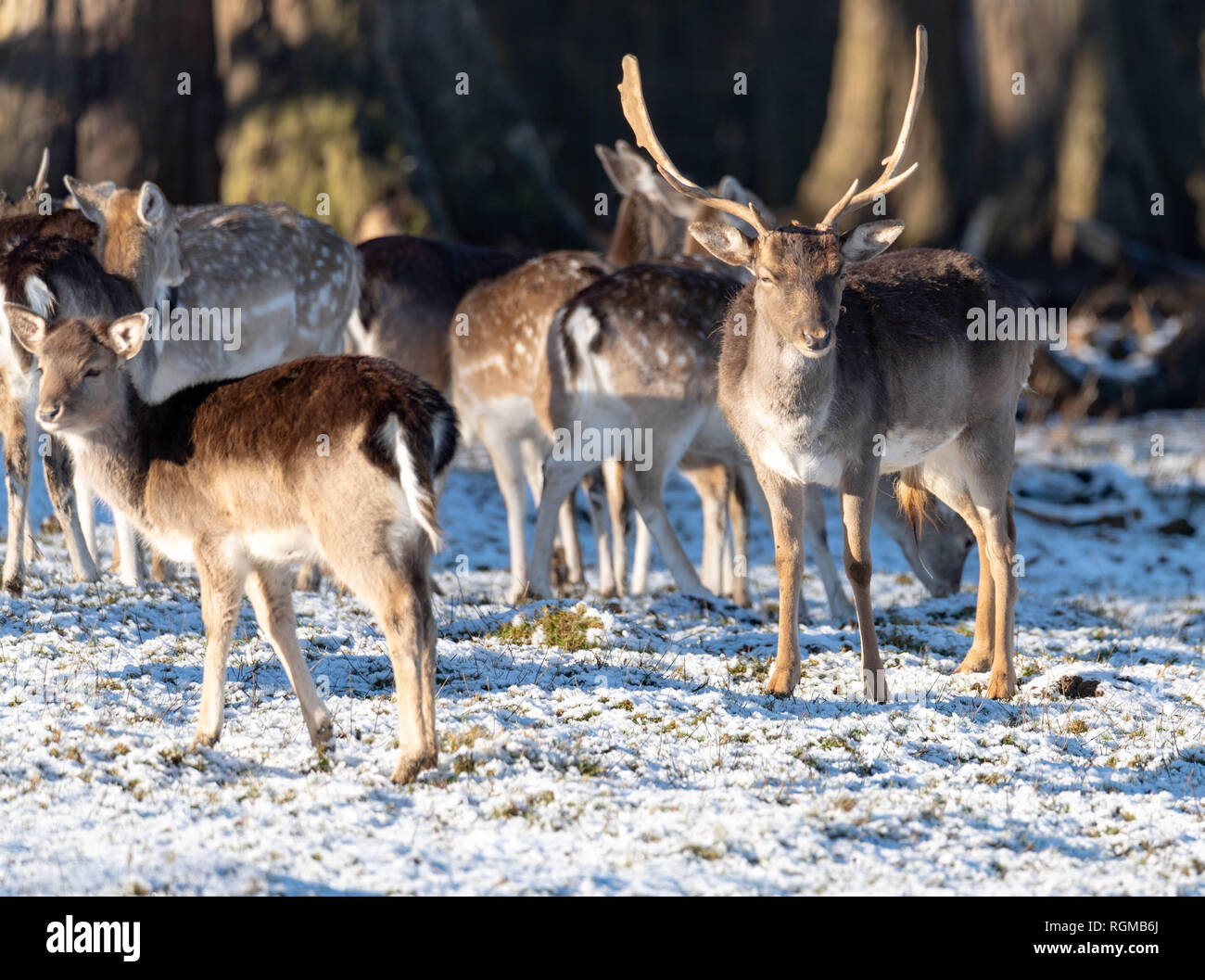 Cerf se nourrir dans la neige Banque de photographies et d’images à ...