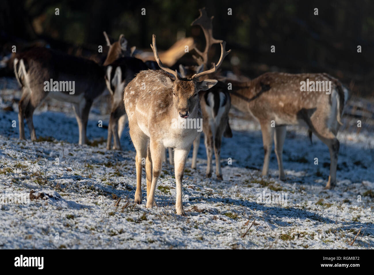 Cerf se nourrir dans la neige Banque de photographies et d’images à ...