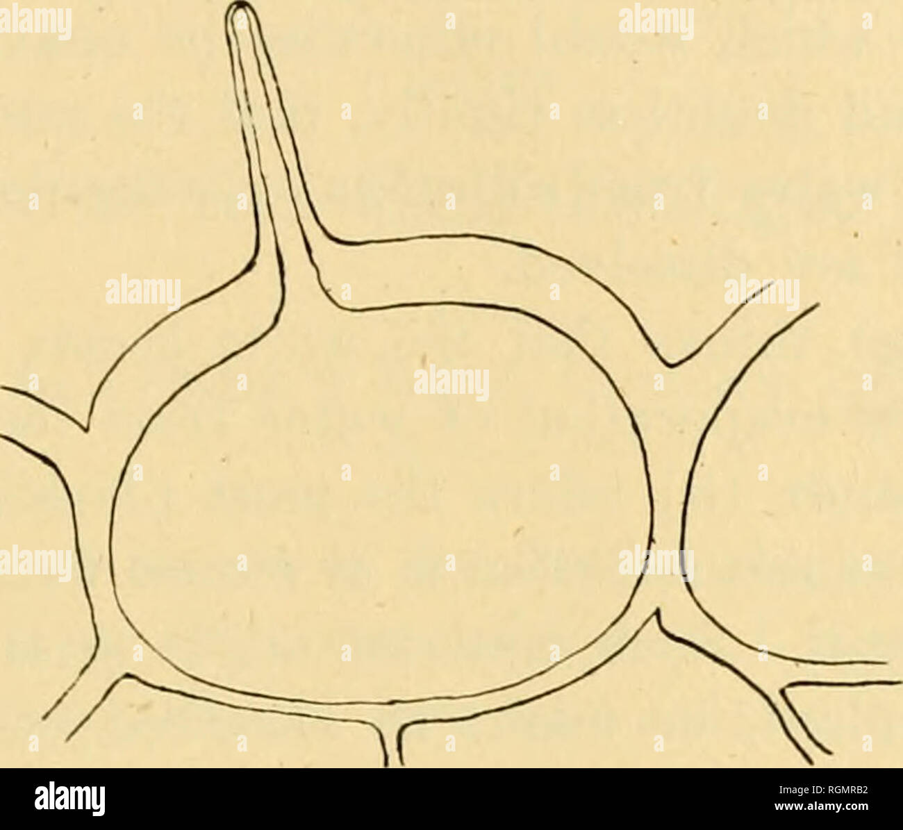 Plant secretory cell Banque de photographies et d’images à haute ...