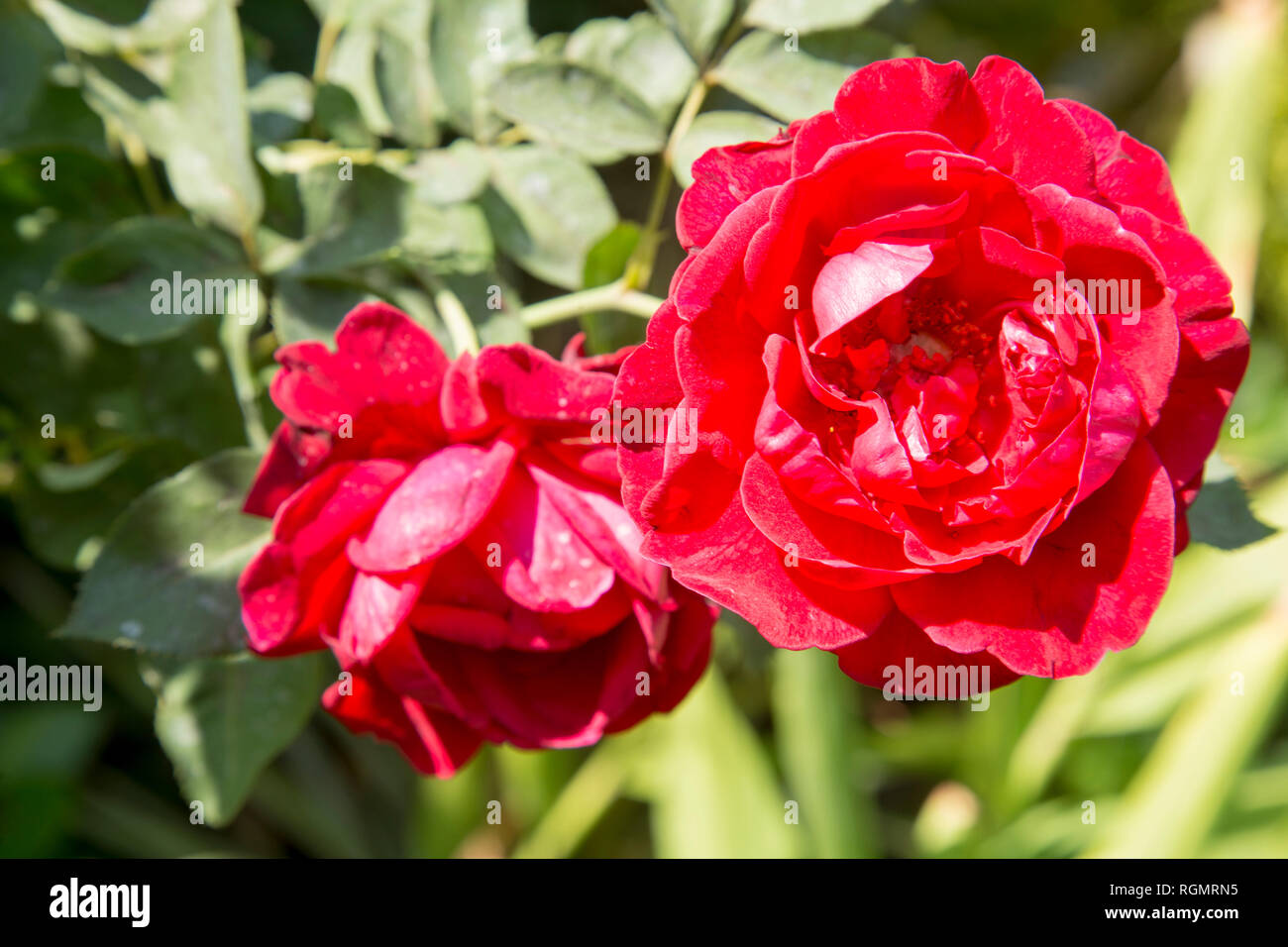 épine de roses Banque de photographies et d’images à haute résolution ...