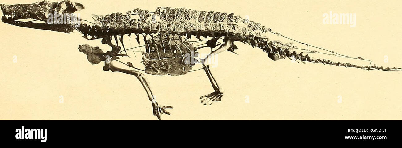 Goniopholis simus Banque de photographies et d’images à haute ...