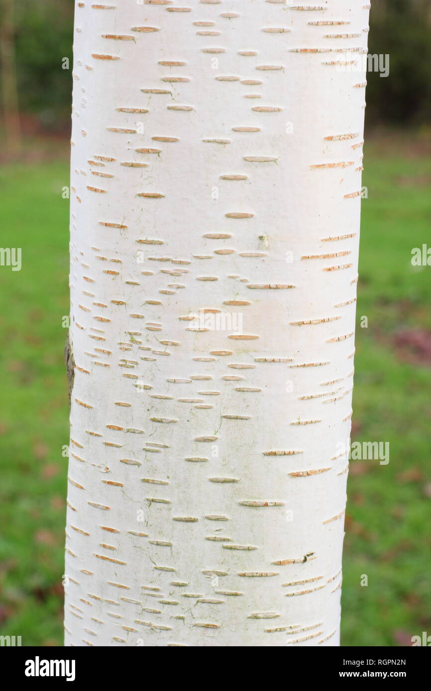 Betula Jacquemontii Trinity College Banque De Photographies Et D images Betula Jacquemontii Trinity College Banque De Photographies Et D images