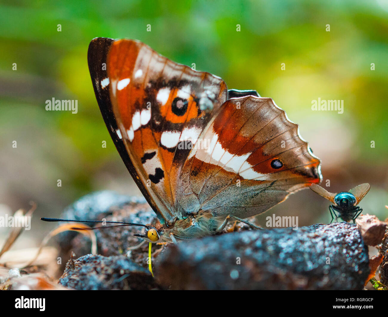 Papillon empereur Banque de photographies et d’images à haute ...