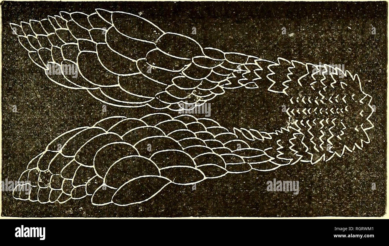. Bulletin de la SociÃ©tÃ© belge de gÃ©ologie, de palÃ©ontologie et d ...