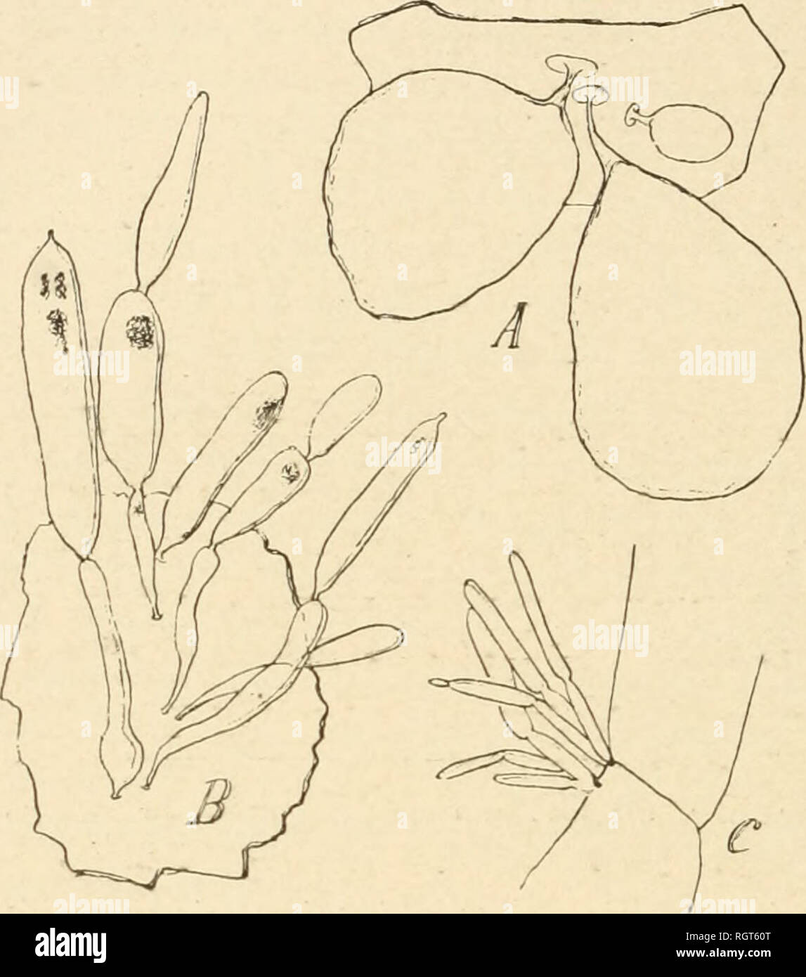 . Bulletin biologique de la France et de la Belgique. Biologie ; l ...