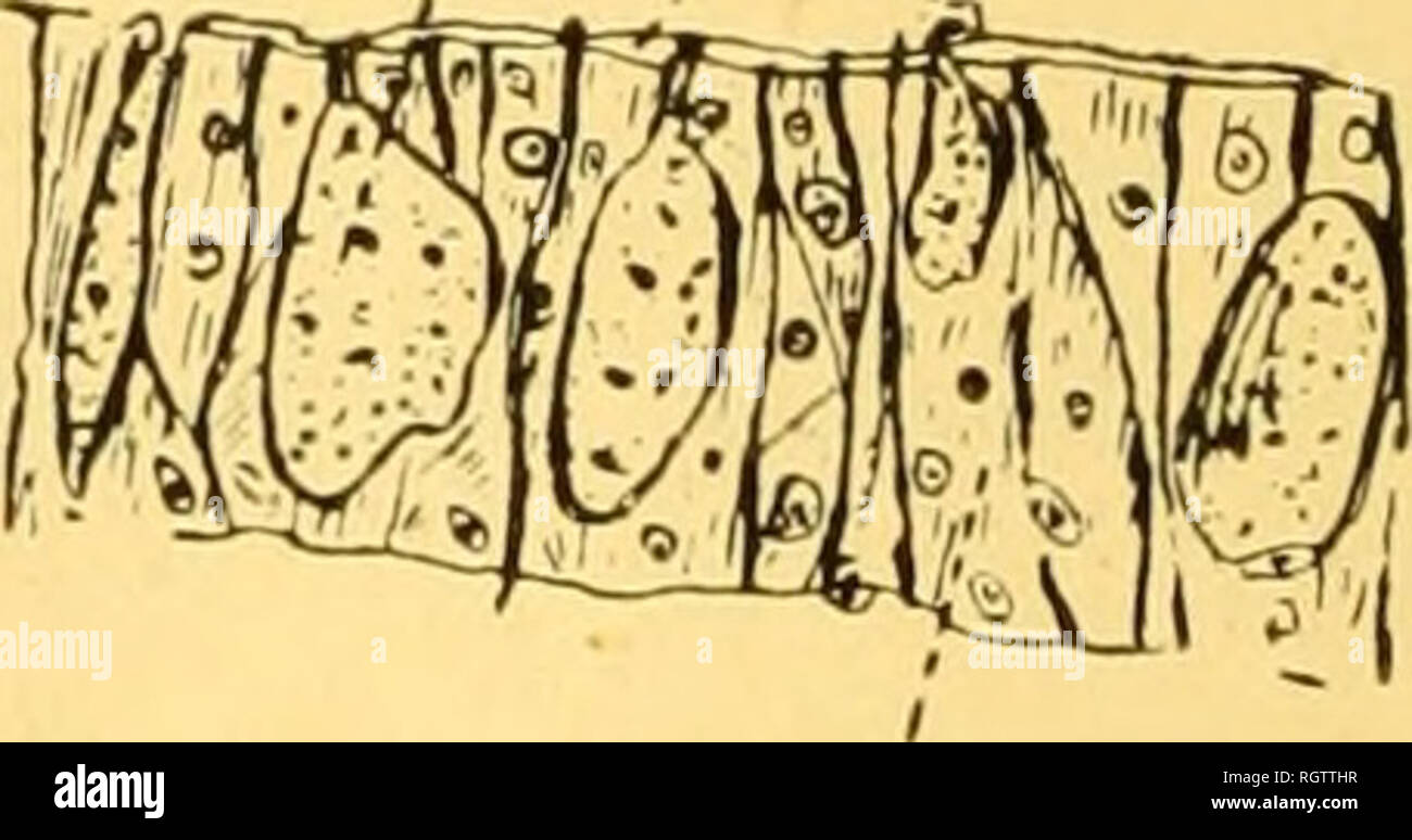 Allolobophora rosea rosea Banque de photographies et d’images à haute ...