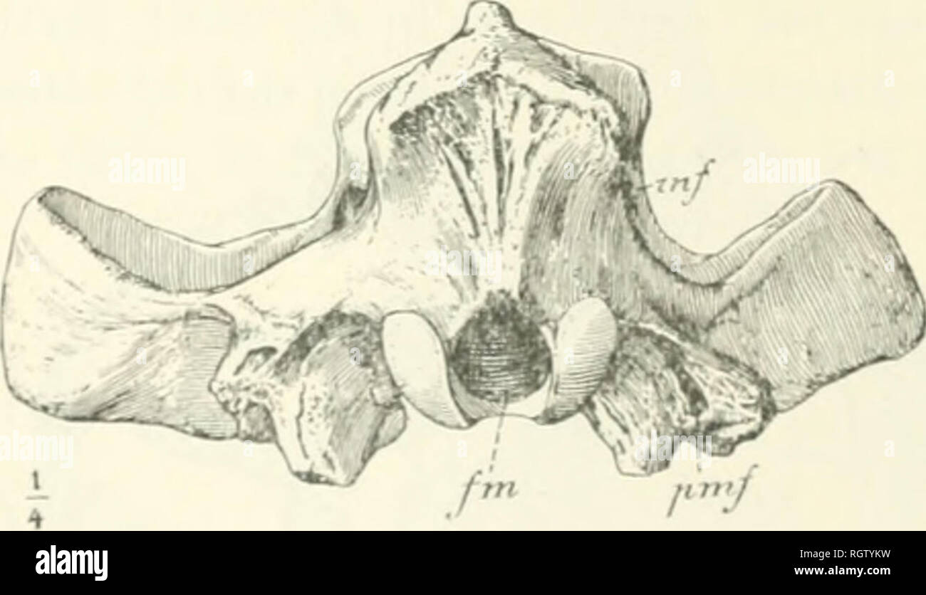 Foramen lacerum Banque de photographies et d’images à haute résolution ...