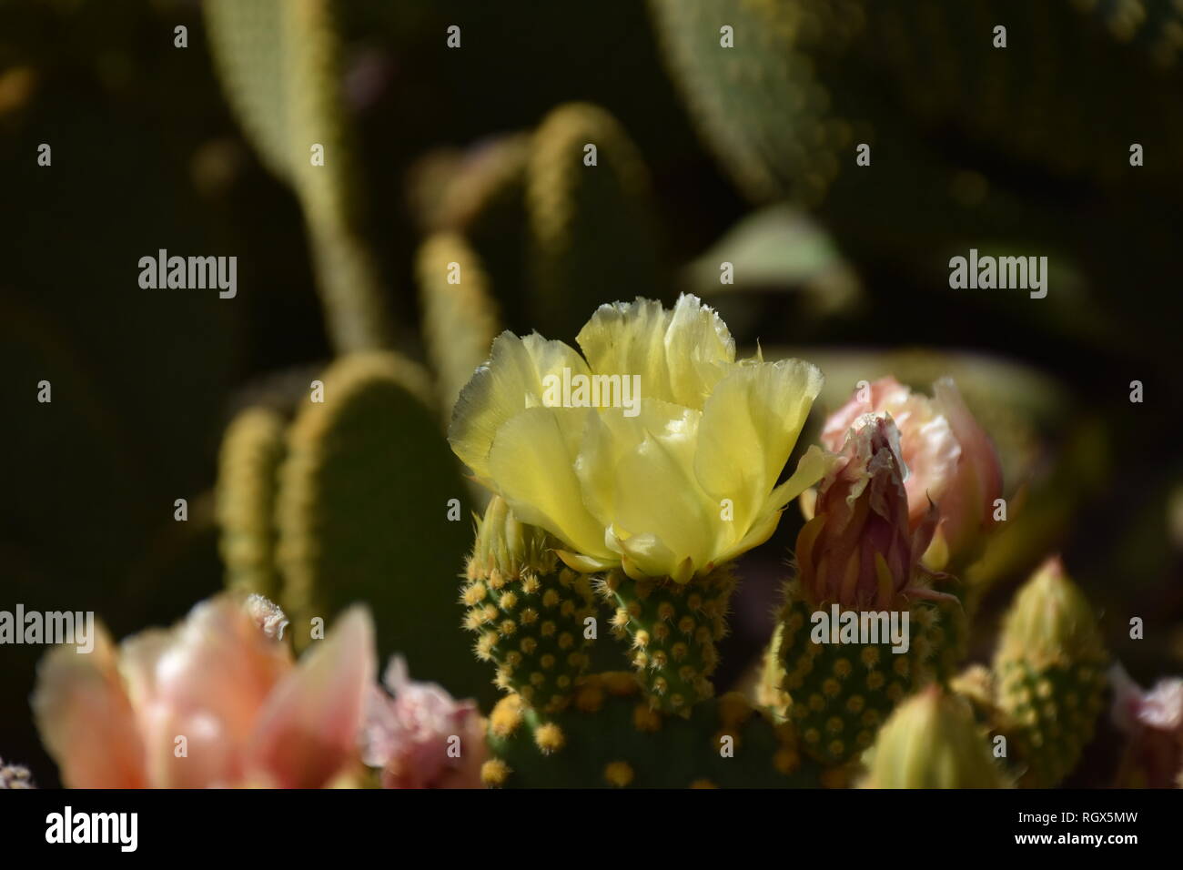 Flower pink small cactus Banque de photographies et d’images à haute ...