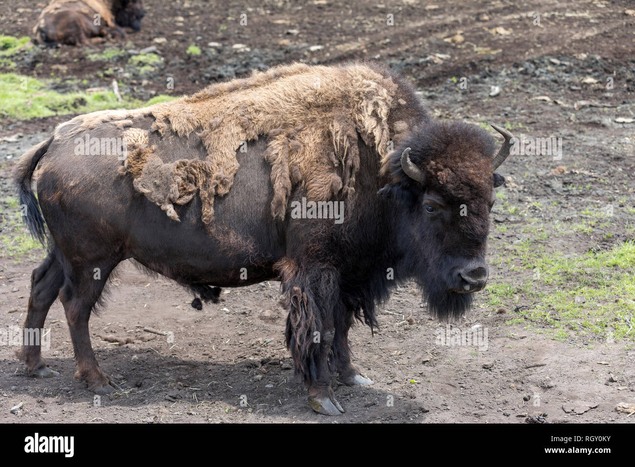 Bosse de bison Banque de photographies et d’images à haute résolution ...