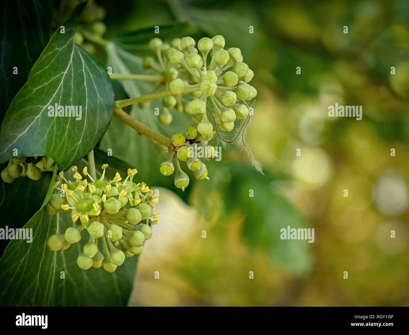Inflorescence lierre Banque de photographies et d’images à haute ...