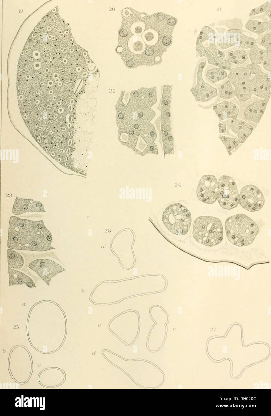 Phycomyces nitens Banque de photographies et d’images à haute ...