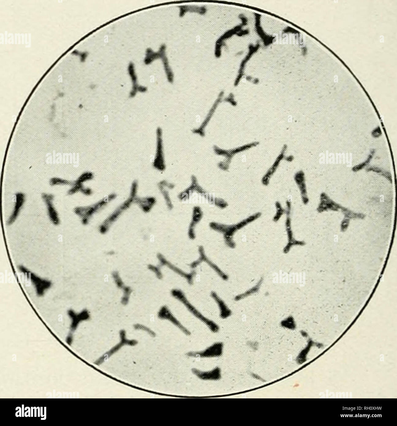 . Bulletin. -- L'agriculture de l'Ontario. Fig. 8-petit formulaire non ...