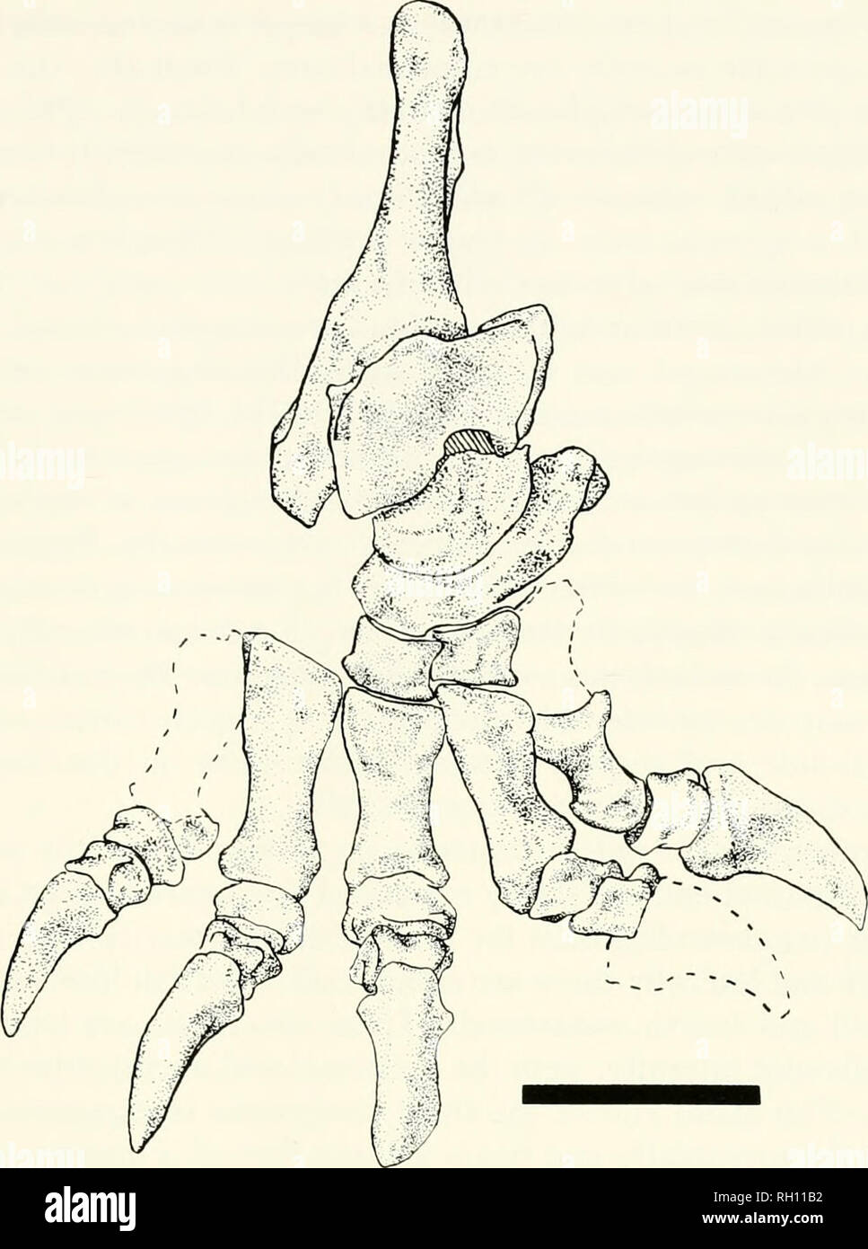 Vue dorsale du pied gauche Banque de photographies et d’images à haute ...