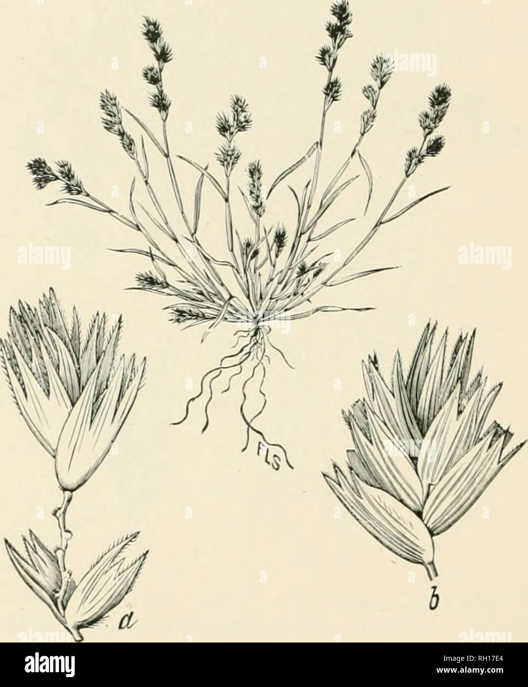 . Bulletin. Gramineae -- United States ; les plantes fourragères ...