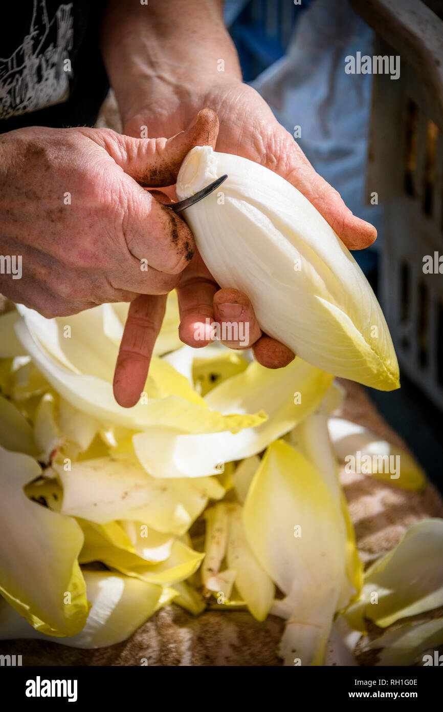 Belgique endive Banque de photographies et d’images à haute résolution ...