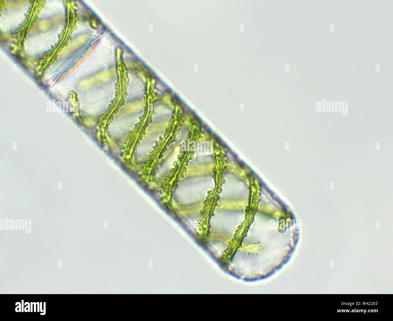 Algae under microscope Banque de photographies et d’images à haute ...