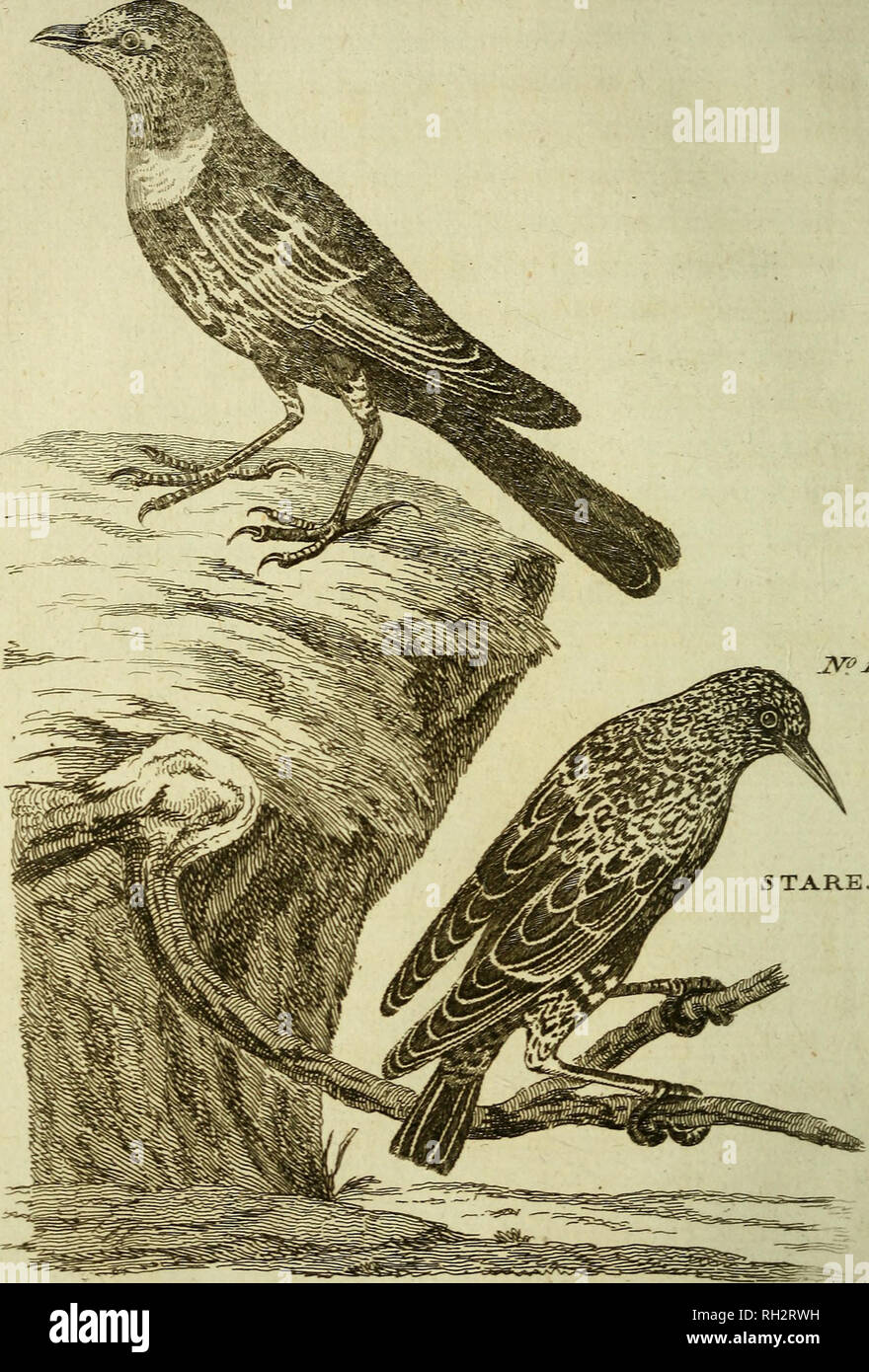 . La zoologie. Les vertébrés ; Zoologie. vt tt.t RTNG. OUZEL. 2VPJ0 ...