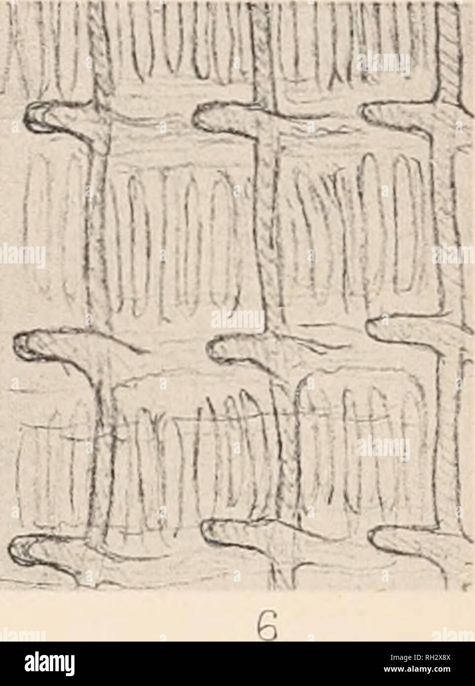 . La British Tunicata ; une monographie. Les ascidies, Tunicata. ff ...