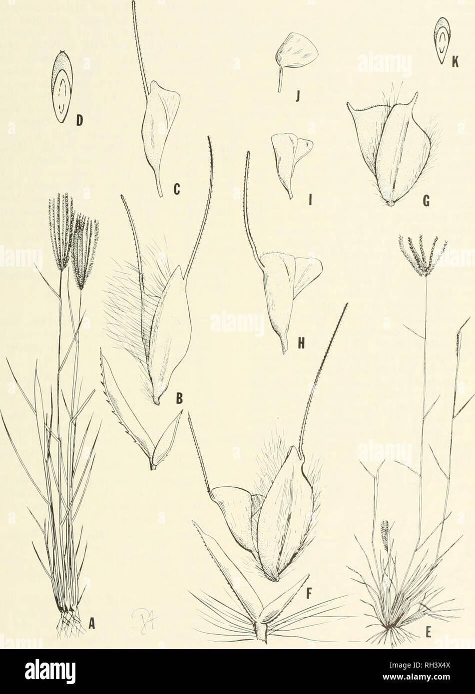 G chloris Banque de photographies et d’images à haute résolution - Alamy