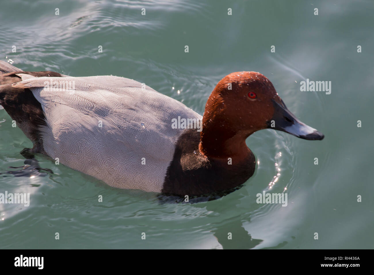 Canards roux aythya americana Banque de photographies et d’images à ...