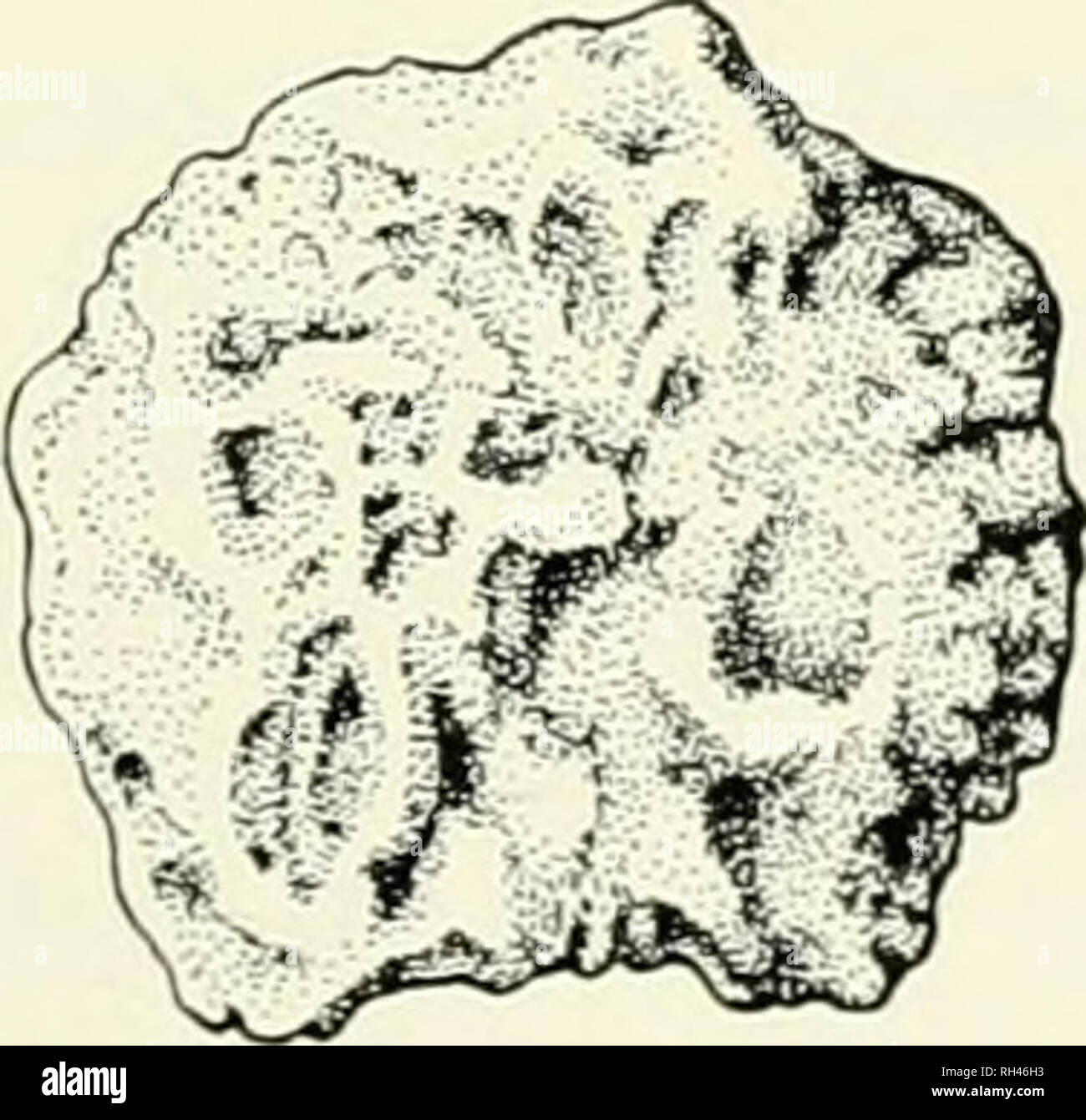 . Breviora. 1971 LUPEROSUCHUS proterosuchians crâne dans divers domaine ...